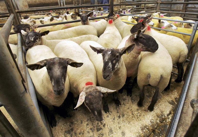 Camera at the Mart: roaring trade for breeding hoggets in Ballymena - Free
