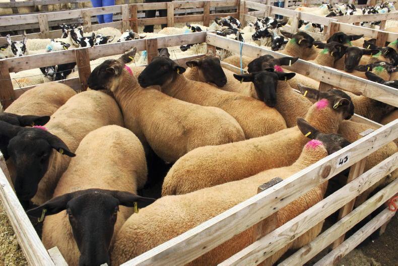 Camera at the Mart: steady trade for breeding hoggets at Aghanloo - Free