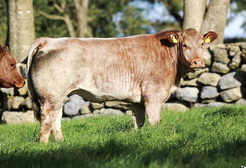 High-end heifers a hit in Elphin - Free