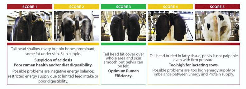 Transition feeding – A key opportunity to increase productivity - Free