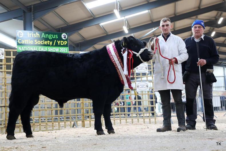 Back in the ring: Irish Angus calf show results - Free