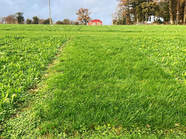 Meath students put mixed species swards to test - Free