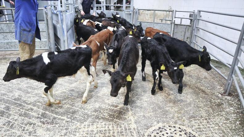 In pictures: Friesian calf prices bounce back - Free
