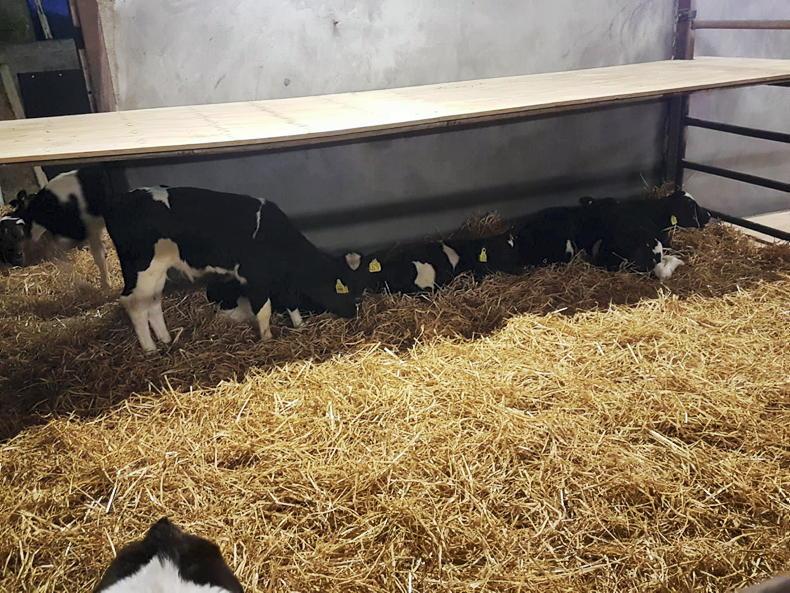 Irish Farmers Journal – For the Latest Farming News in Ireland