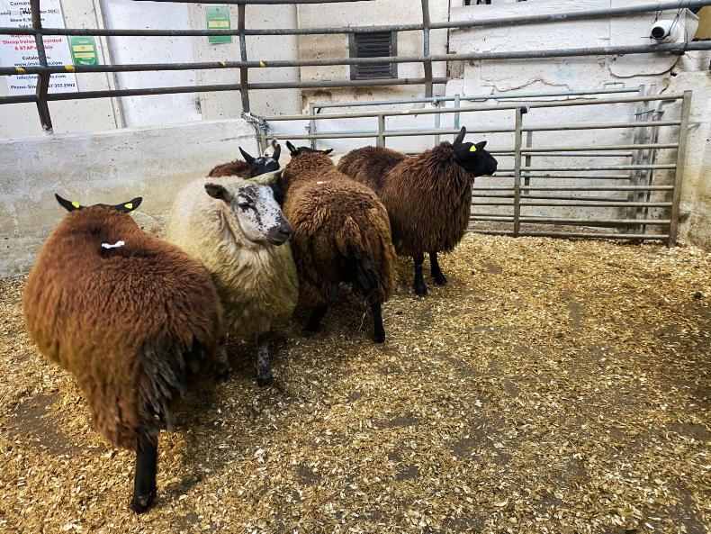 Watch: Spring lambs a strong trade in Carnaross - Free