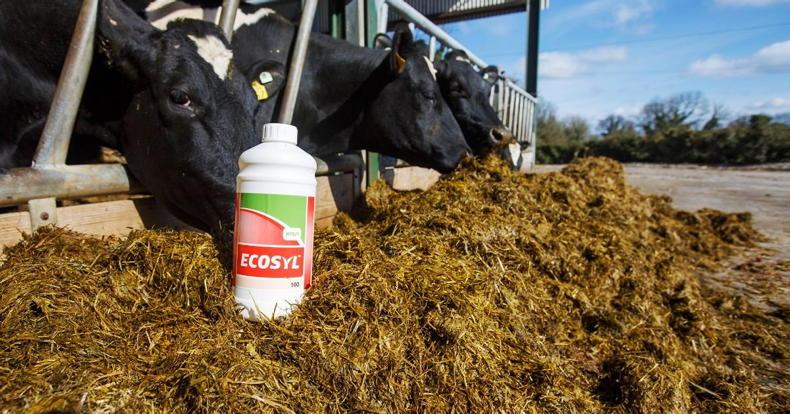 Good silage starts in the field but finishes in the clamp - Free