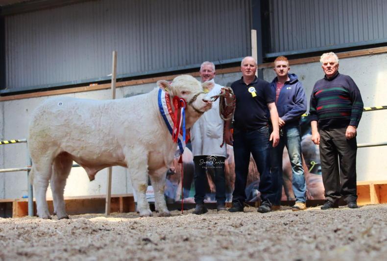 Cloughbrack Sunrise lights up Tullamore at €10,000 - Free