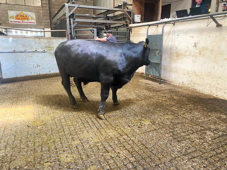 Watch: trade driven by quality in Granard - Free