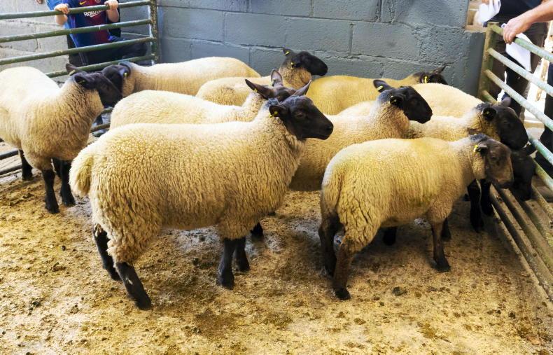 Camera at the Mart: steady trade for Borris ewes with highs of €315 - Free
