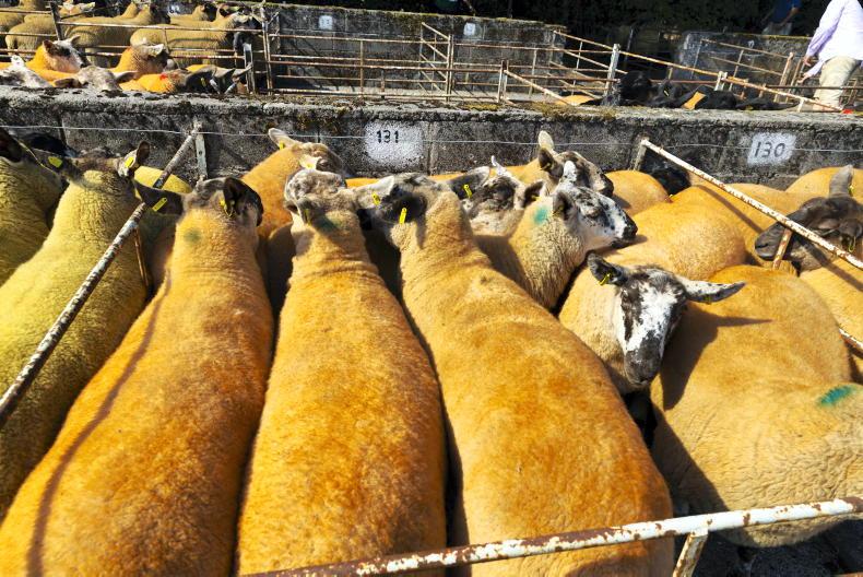 Camera at the Mart: steady trade for Borris ewes with highs of €315 - Free