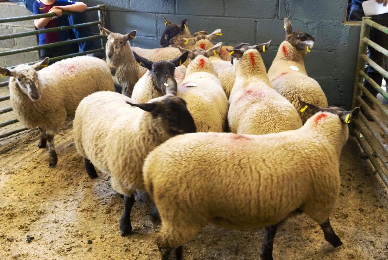 Camera at the Mart: steady trade for Borris ewes with highs of €315 - Free