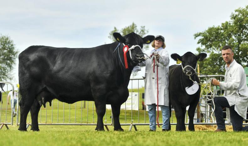 A busy few weeks for the Irish Aberdeen Angus Association - Free