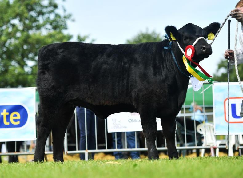 A busy few weeks for the Irish Aberdeen Angus Association - Free