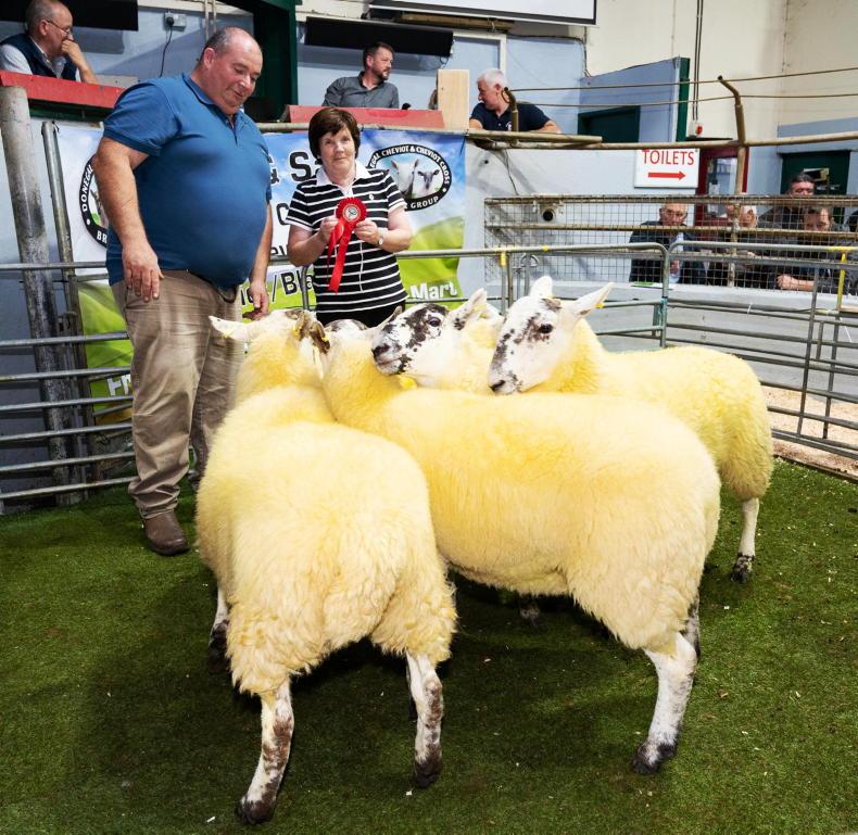 Camera at the Mart: quality Cheviot replacements in demand in Donegal ...