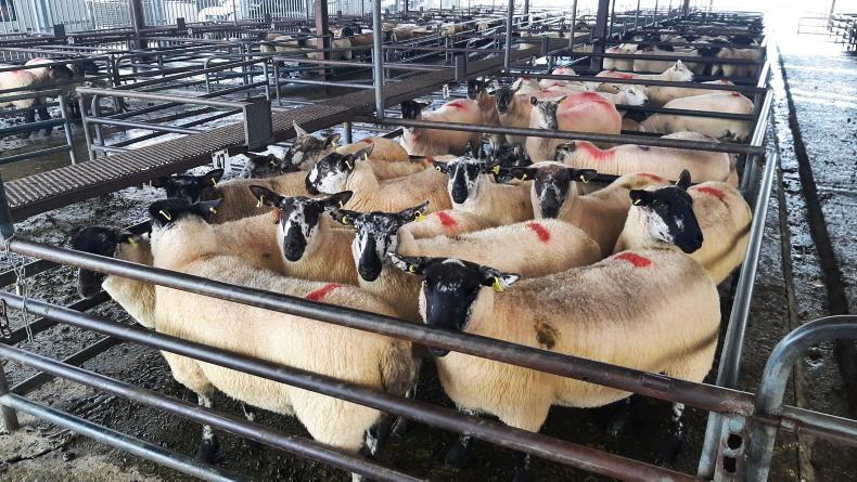 In pictures: livelier trade for good-quality hoggets in Roscommon Mart ...