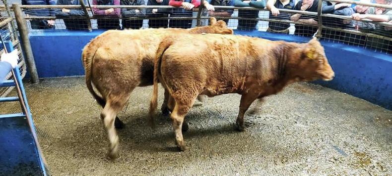 Camera at the Mart: forward stores flying in Roscrea - Premium