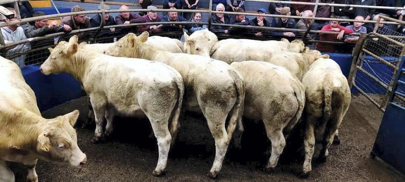 Camera at the Mart: forward stores flying in Roscrea - Premium