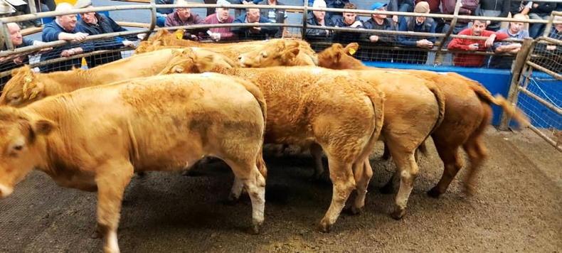 Camera at the Mart: forward stores flying in Roscrea - Premium