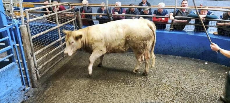 Camera at the Mart: forward stores flying in Roscrea - Premium