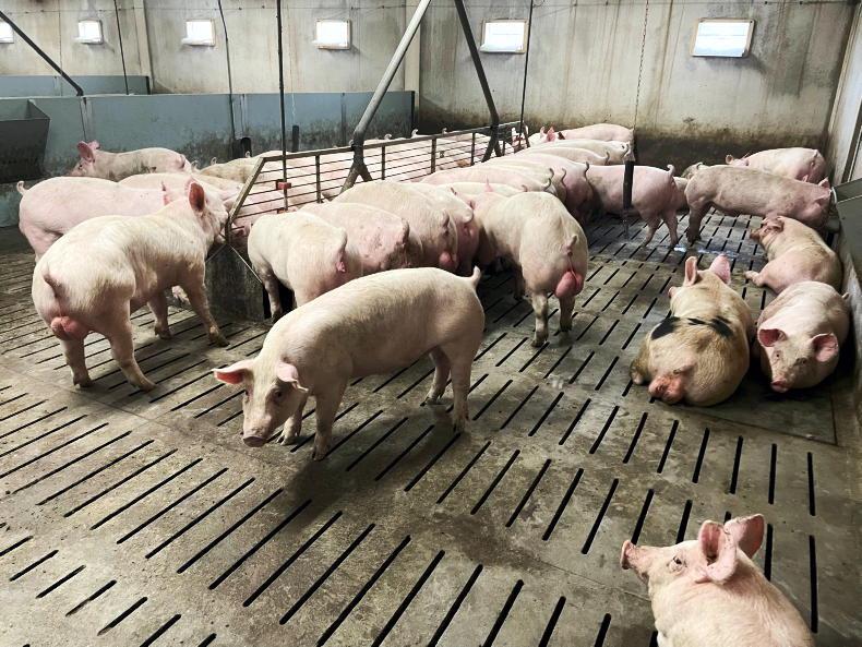 Real Farm Animals Pigs