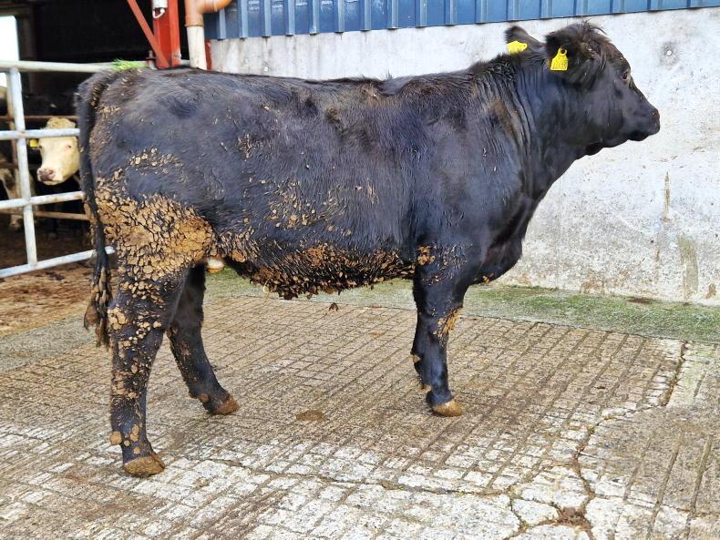 In Pictures: first five Thrive Angus bullocks average 295kg carcase - Free