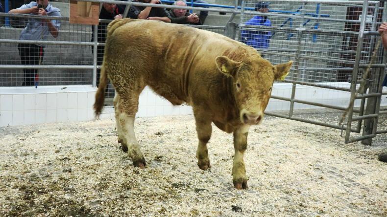 Heavy bulls in demand at Skibbereen Mart - Free