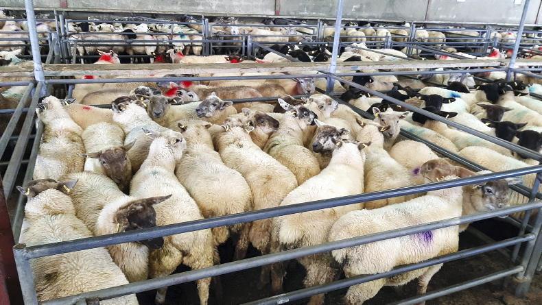 In pictures: trade steady as store lambs dominate entries in ...