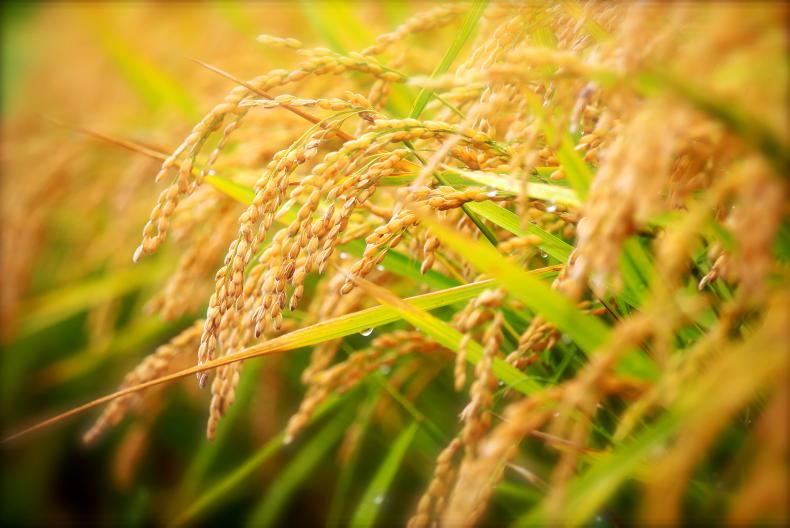 Seawater rice to expand China’s production area - Free