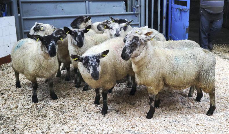 Camera at the Mart: keenest demand for forward stores in Baltinglass - Free
