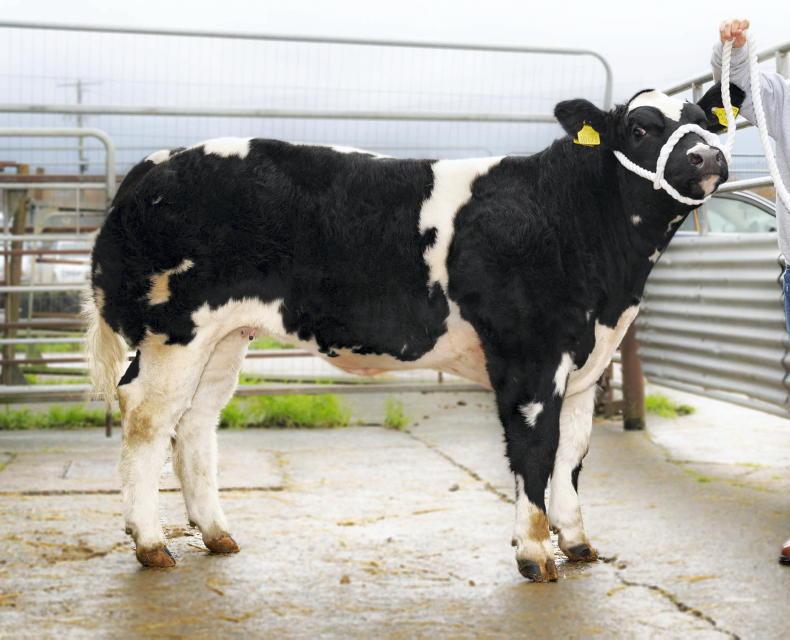 Baby Belgian Blue Bull