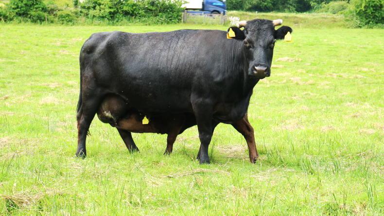 Irish Rare Cattle Breeds