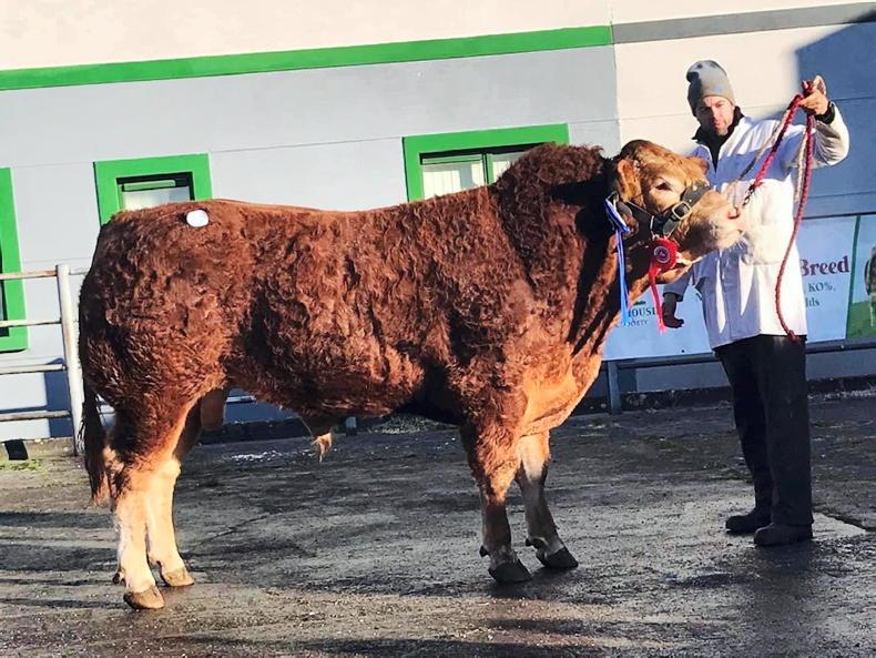 Champion Keltic Shadow tops the sales ring in Athenry - Free
