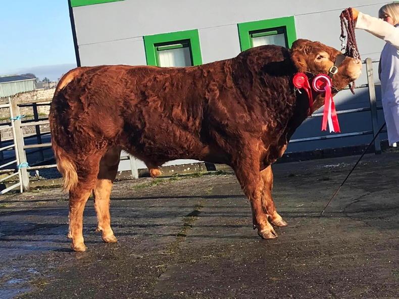 Champion of the show ring, Keltic Shadow, tops the sale ring - Free