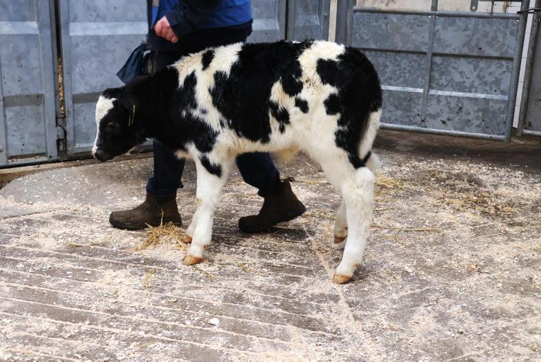 In pictures: increase in Friesian bull calf numbers in Bandon - Free