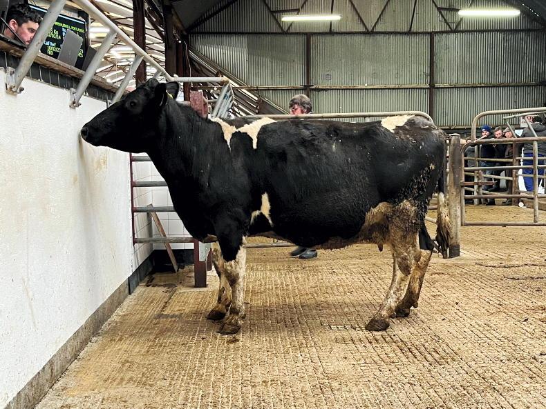 Camera at the Mart: feedlot buyers and finishers active in Templemore ...
