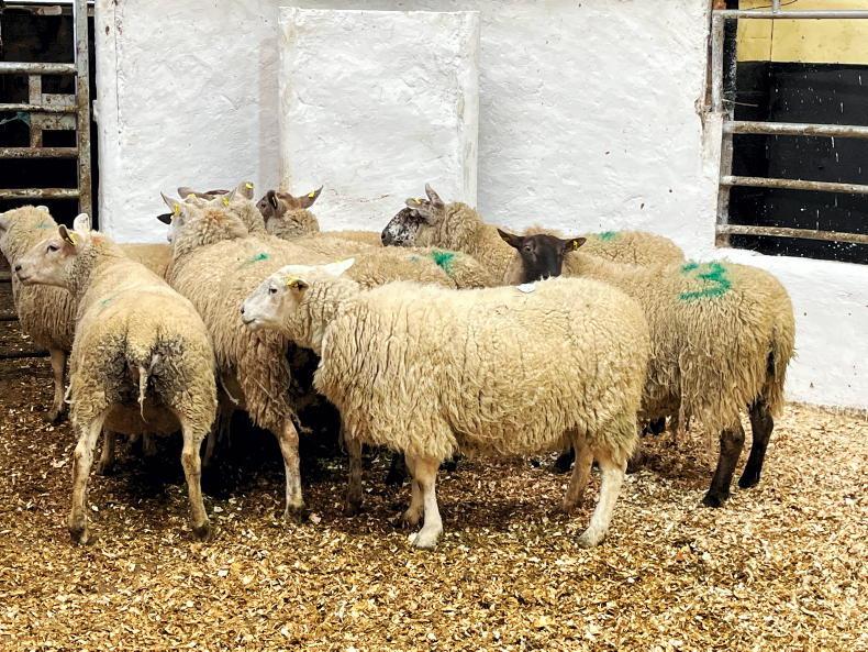 Camera at the Mart: organic cattle a ‘step ahead’ of conventional in ...