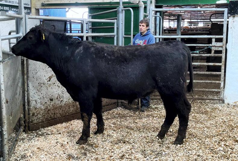 Camera at the Mart: organic cattle a ‘step ahead’ of conventional in ...