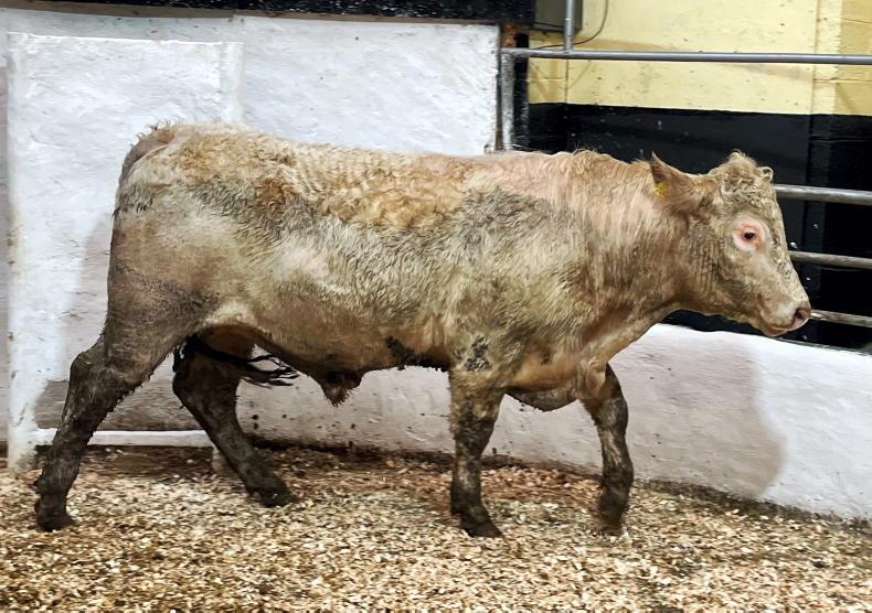 Camera at the Mart: organic cattle a ‘step ahead’ of conventional in ...