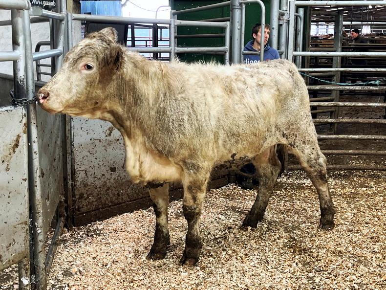 Camera at the Mart: organic cattle a ‘step ahead’ of conventional in ...