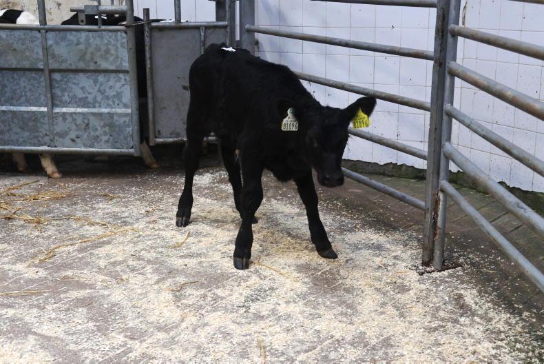 In pictures: calf numbers bounce back at Bandon - Free