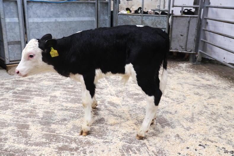 In pictures: calf numbers bounce back at Bandon - Free