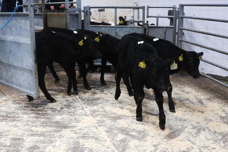 In pictures: calf numbers bounce back at Bandon - Free