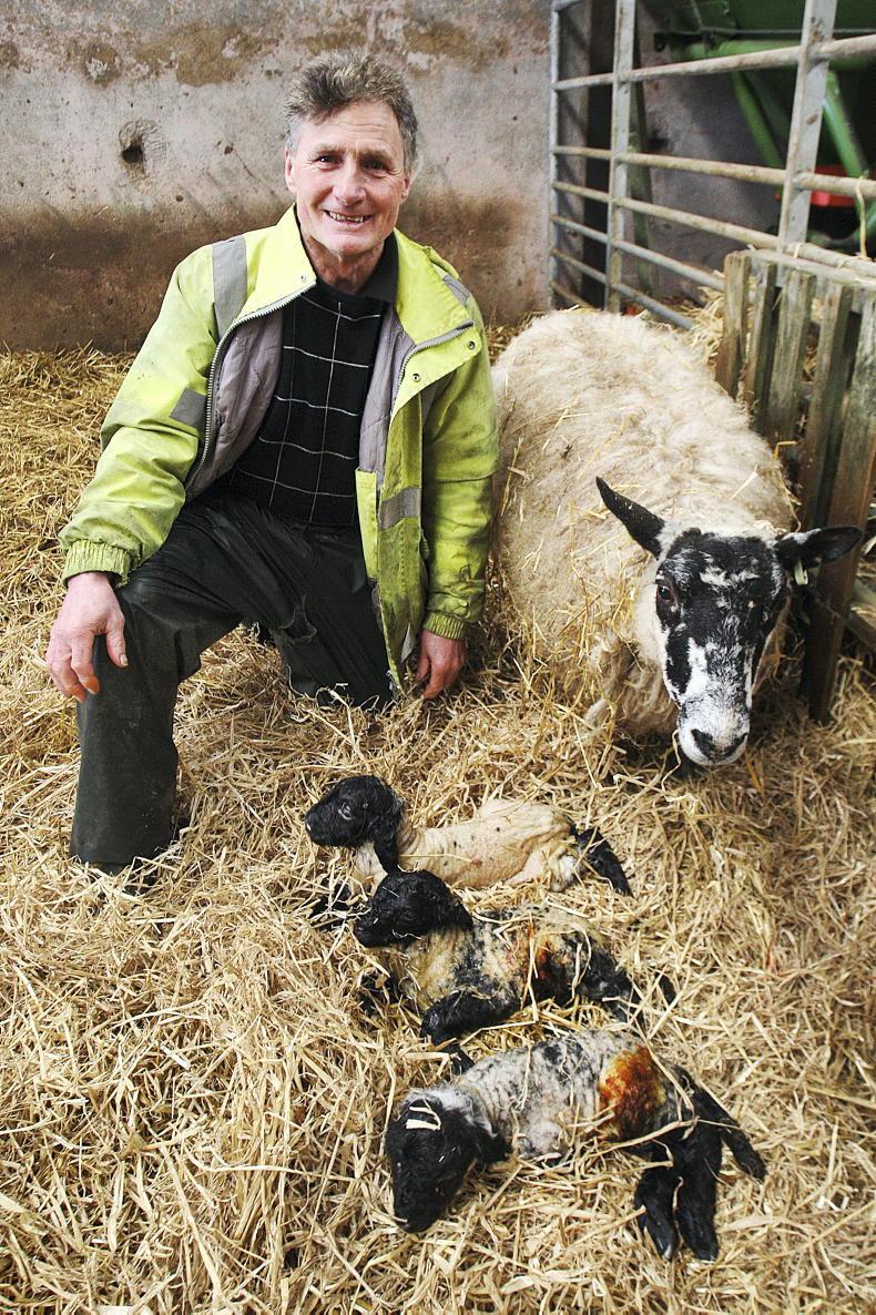 This week in photos - lambing, calving and SCEP - Free