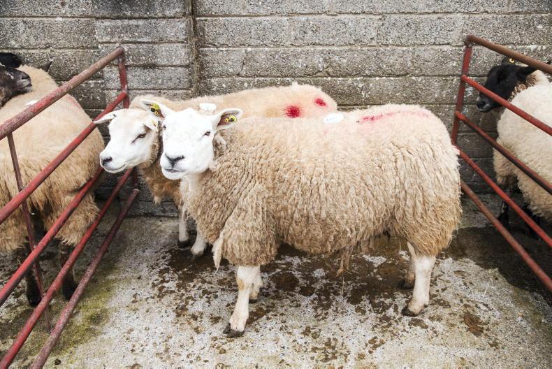 Camera at the Mart: spring lambs hit €183 in Tullow Mart - Free