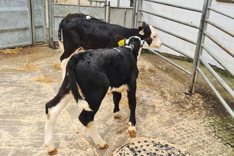 In pictures: 1,500 calves at Bandon Mart’s bank holiday sale - Free