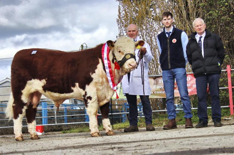 Ned gets the nod at spring sale in Nenagh - Free