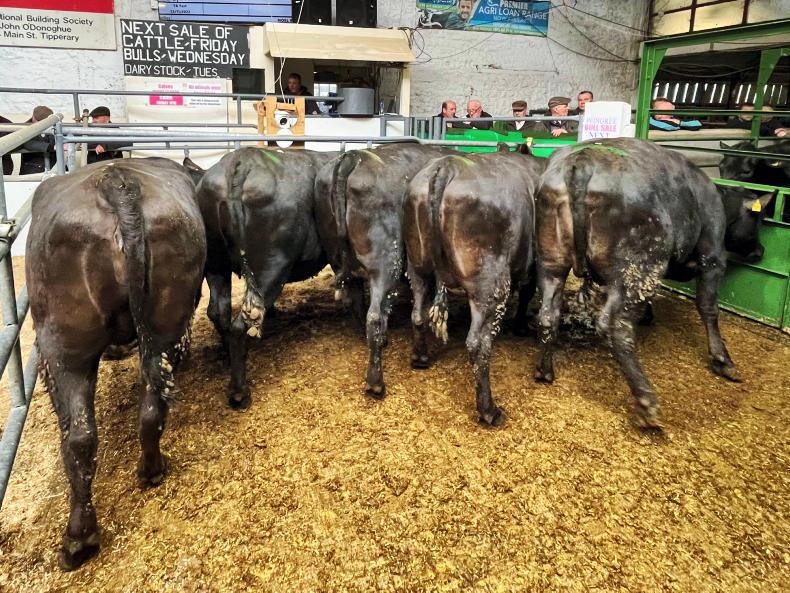 Camera at the Mart: 100% clearance for cattle in Tipp Town - Free