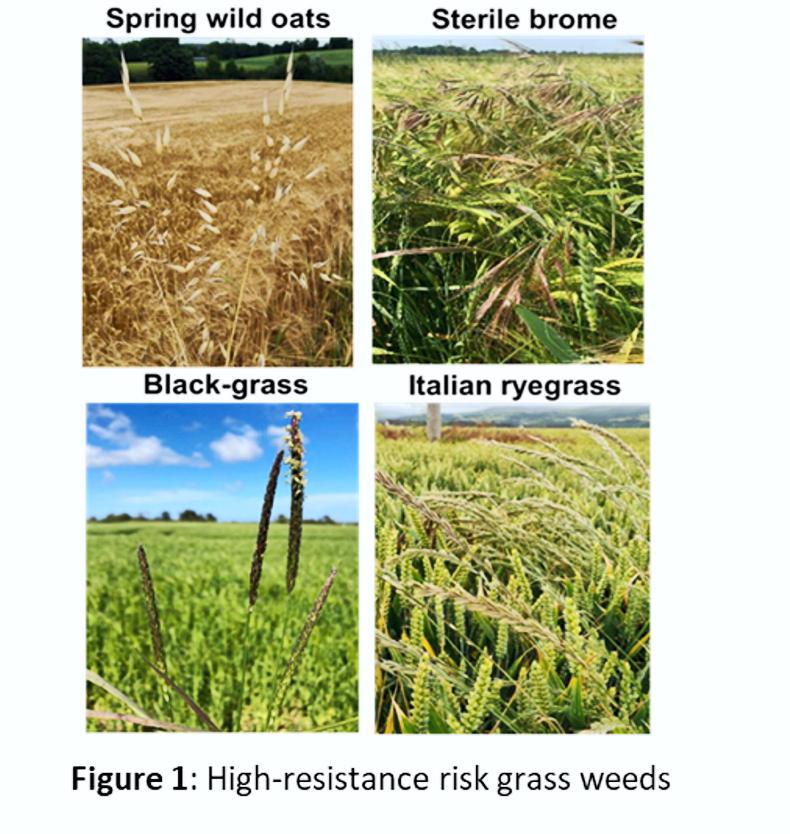 Crops event: grass weed stand to show what’s working and what’s not - Free