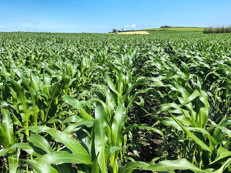 Spraying winds down as rain eases stress on crops - Free