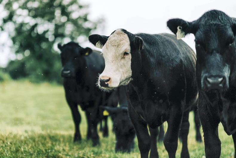 This week in photos: Sheep 2023, Crops open day, shows and protests - Free